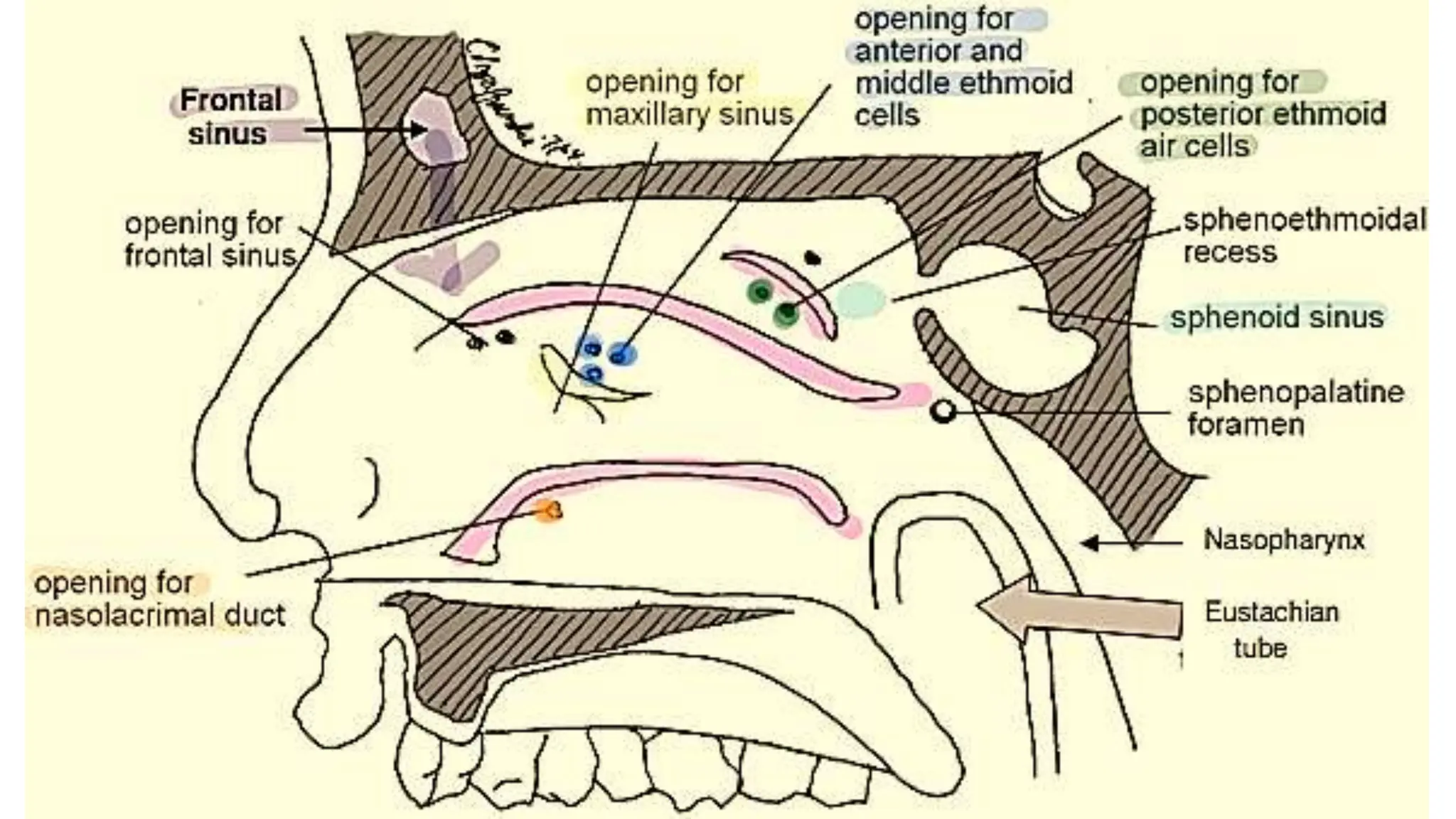 Nose-Nasal Cavity & Paranasal Sinuses BY Dr.Rabia Inam Gandapore.pptx