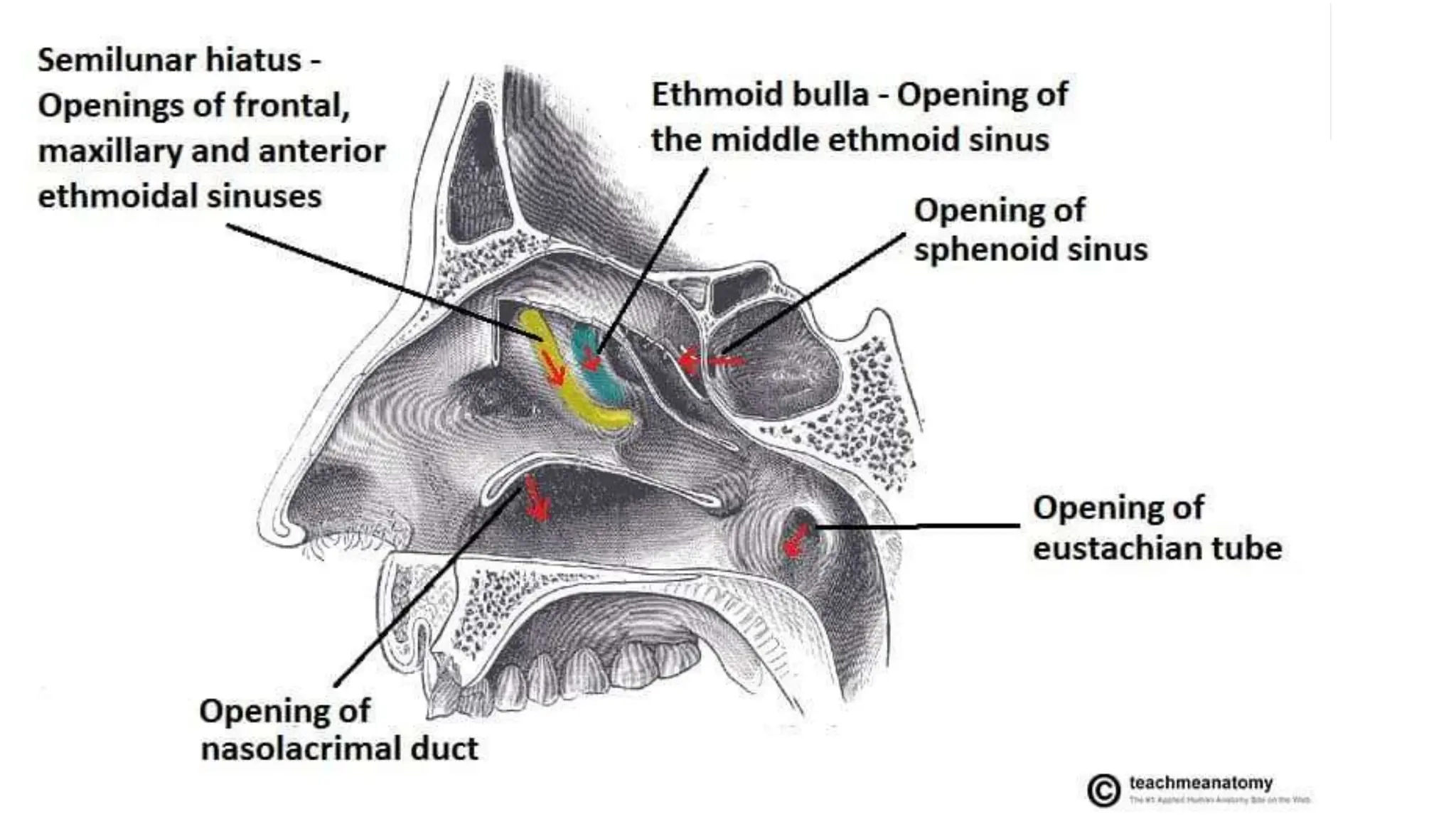 Nose-Nasal Cavity & Paranasal Sinuses BY Dr.Rabia Inam Gandapore.pptx