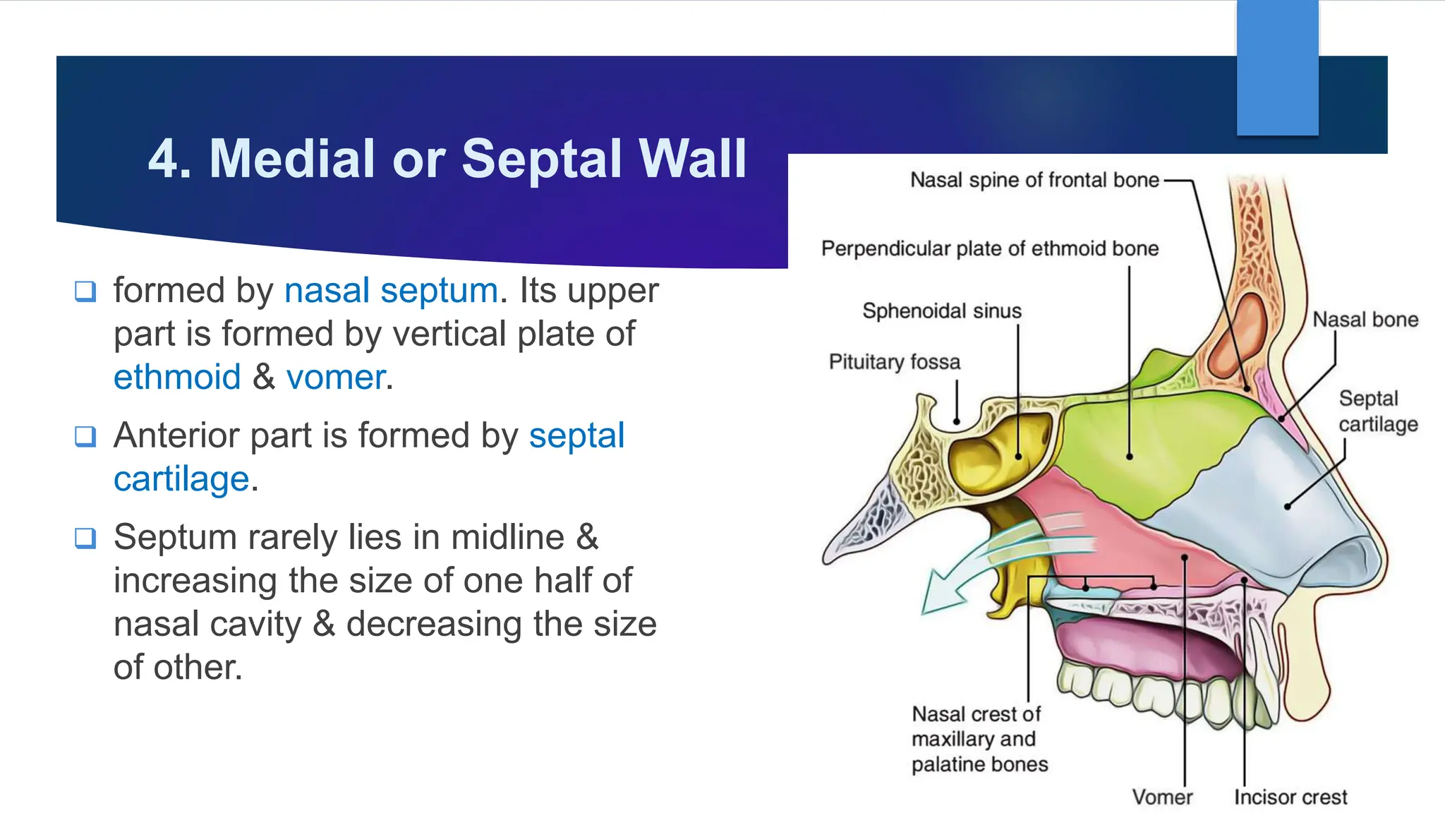 Nose-Nasal Cavity & Paranasal Sinuses BY Dr.Rabia Inam Gandapore.pptx