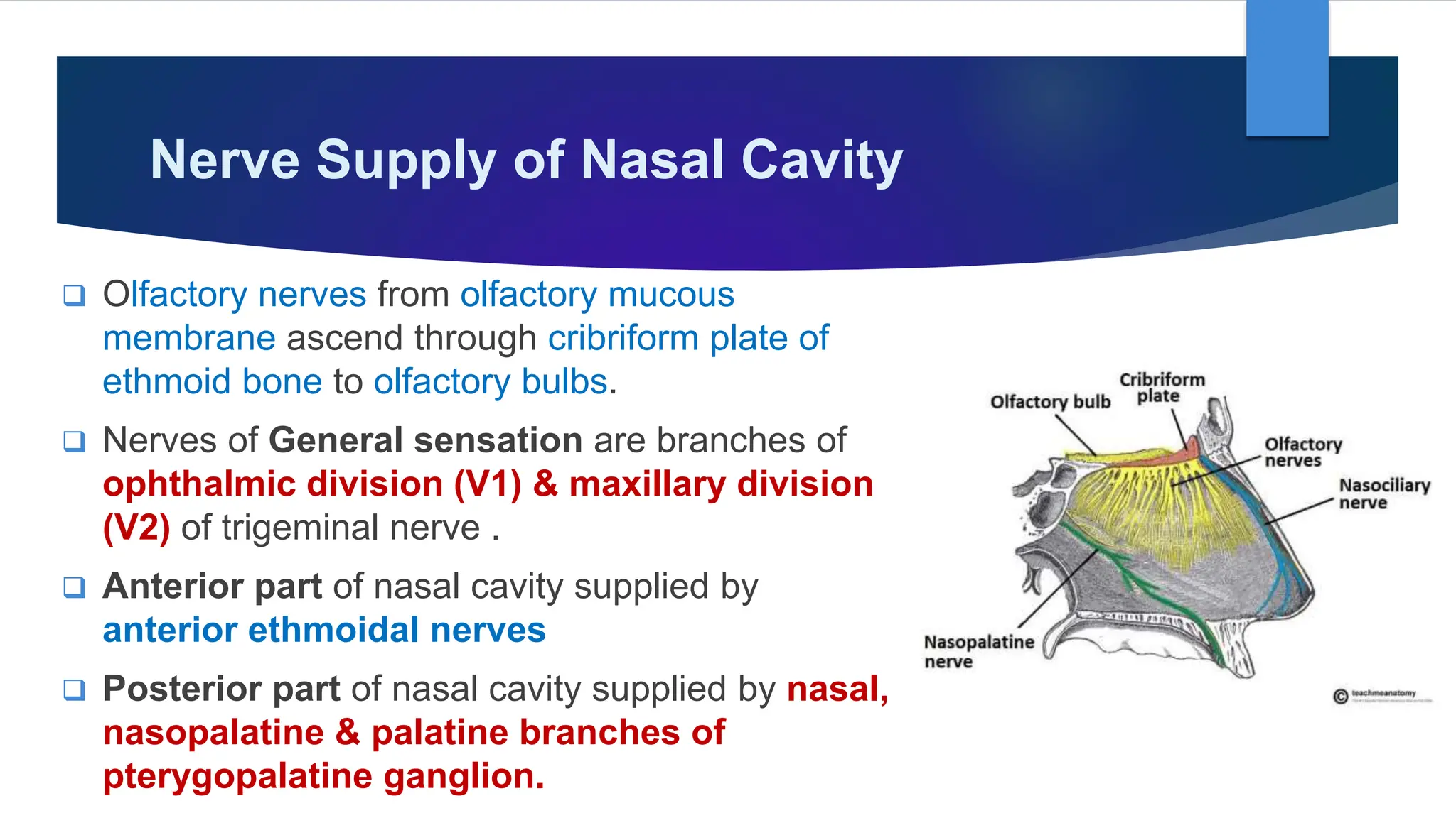 Nose-Nasal Cavity & Paranasal Sinuses BY Dr.Rabia Inam Gandapore.pptx