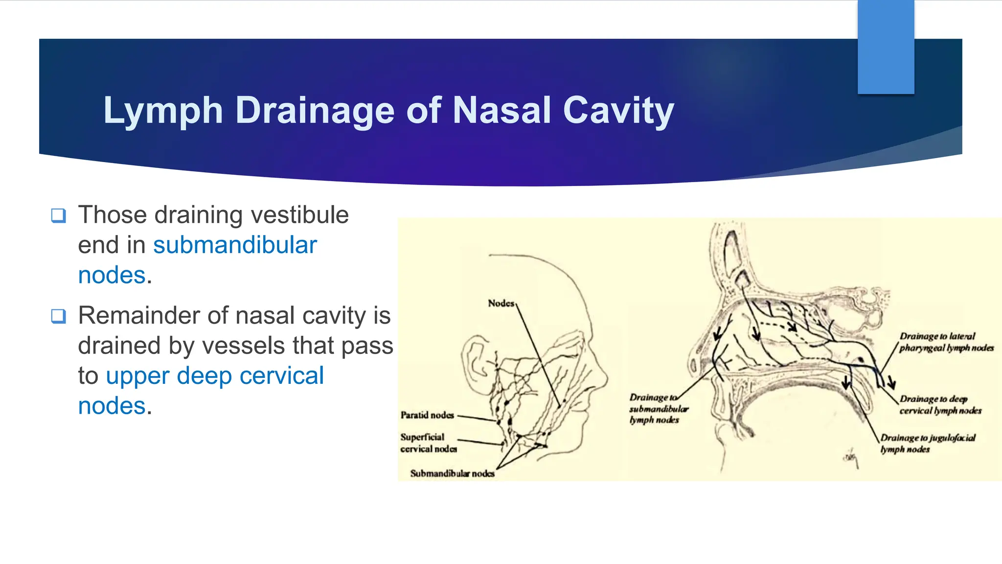 Nose-Nasal Cavity & Paranasal Sinuses BY Dr.Rabia Inam Gandapore.pptx