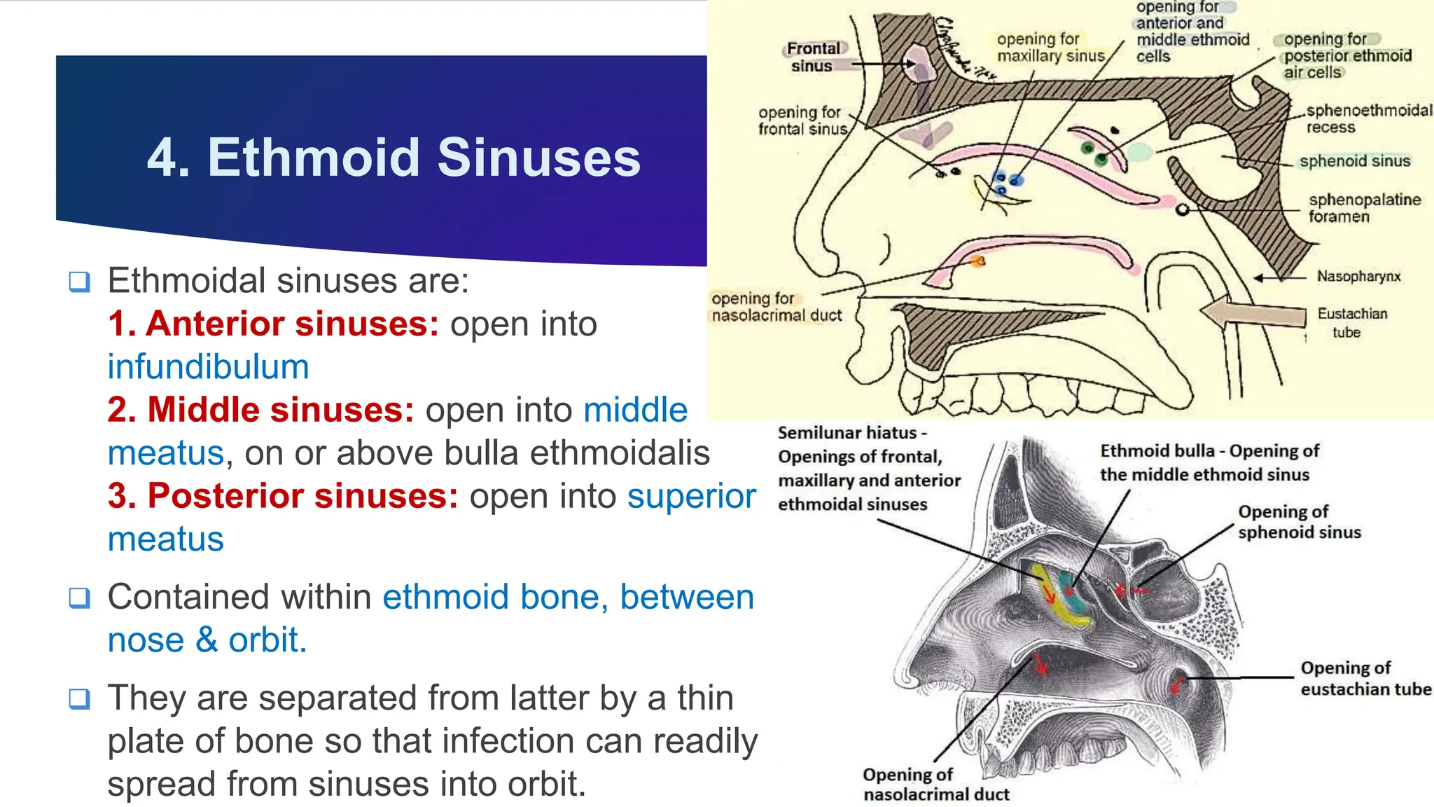Nose-Nasal Cavity & Paranasal Sinuses BY Dr.Rabia Inam Gandapore.pptx