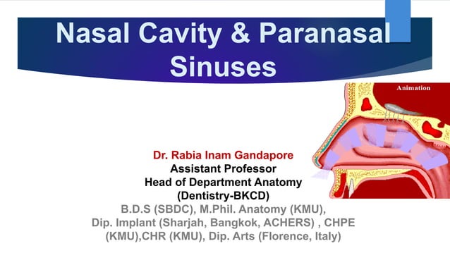 Nose-Nasal Cavity & Paranasal Sinuses BY Dr.Rabia Inam Gandapore.pptx | Free Download