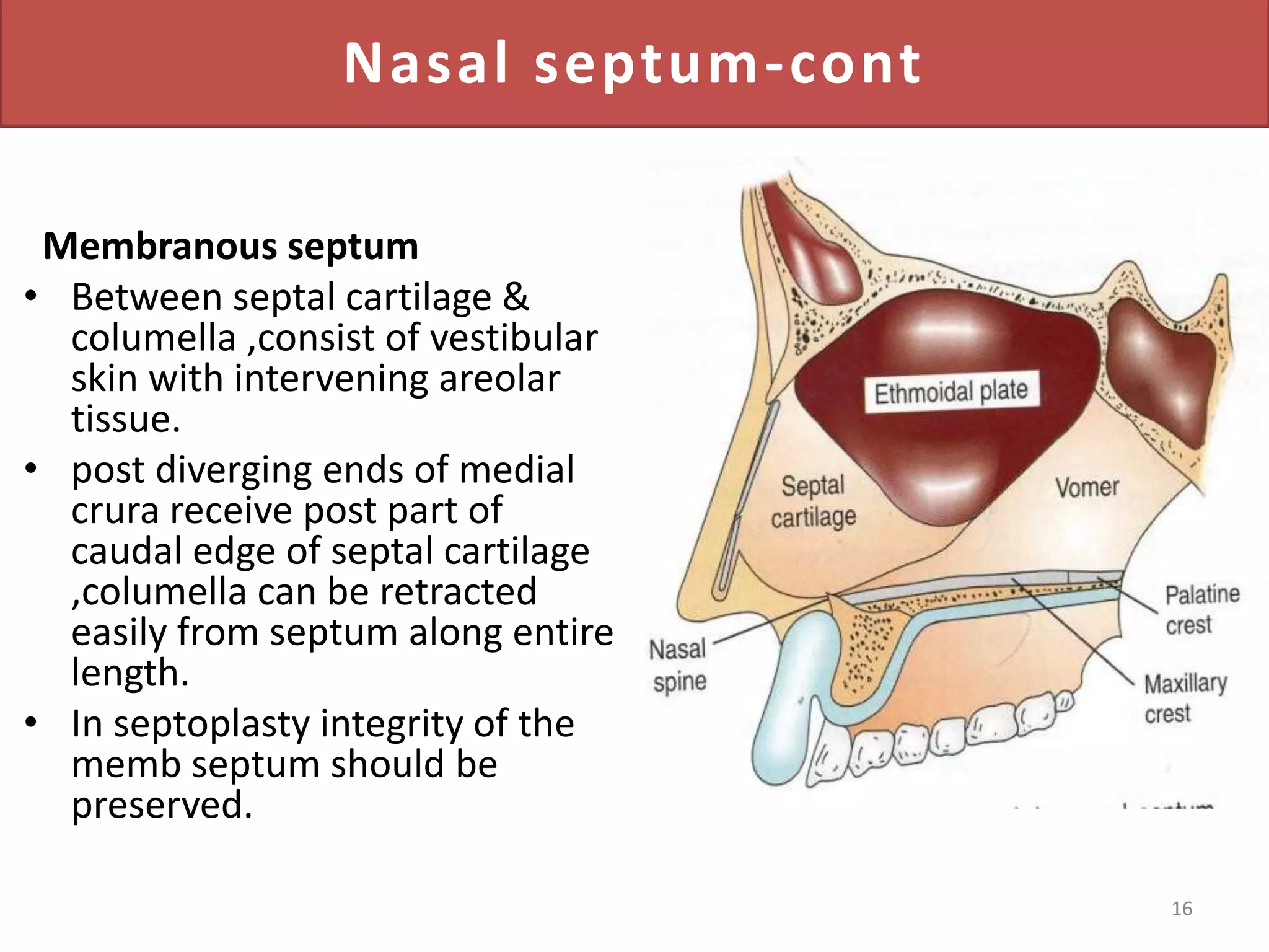Nose anatomy | PPTX