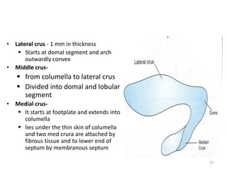Nose anatomy | PPTX