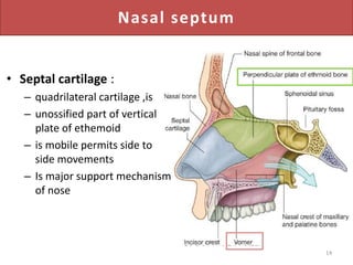 Nose anatomy | PPTX