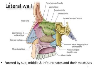 Nose anatomy | PPTX