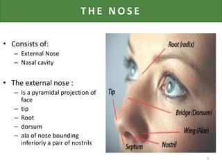 Nose anatomy | PPTX