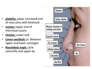 Whats The Difference Between A Columellar Labial Angle
