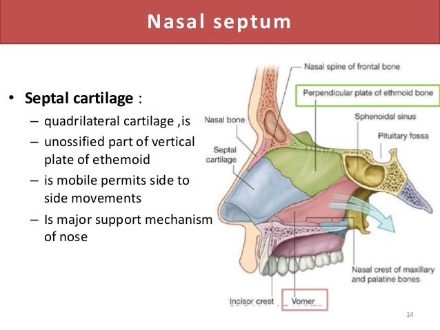 Nose Cartilage Diagram