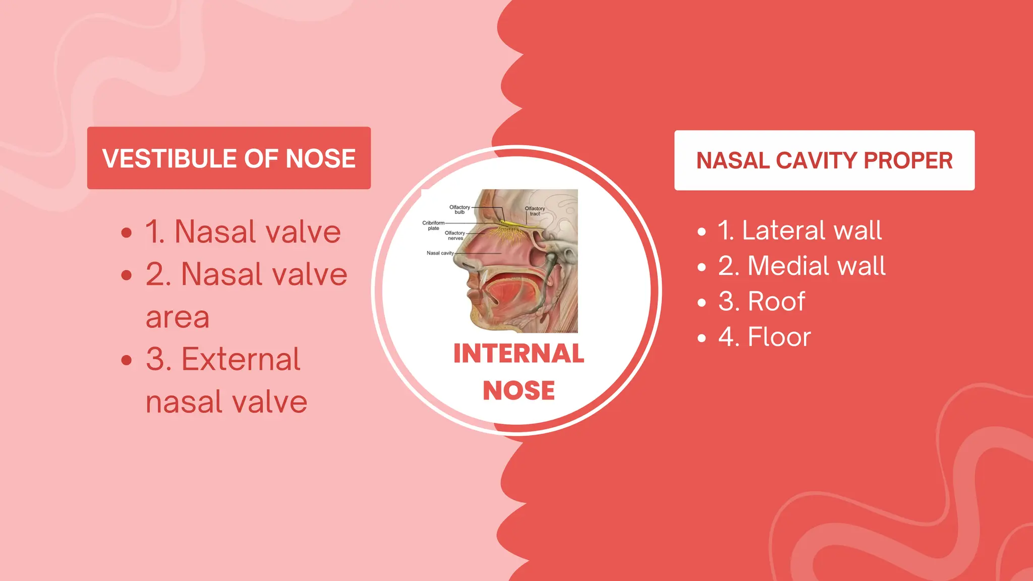 NOSE ANATOMY with complete description.pdf