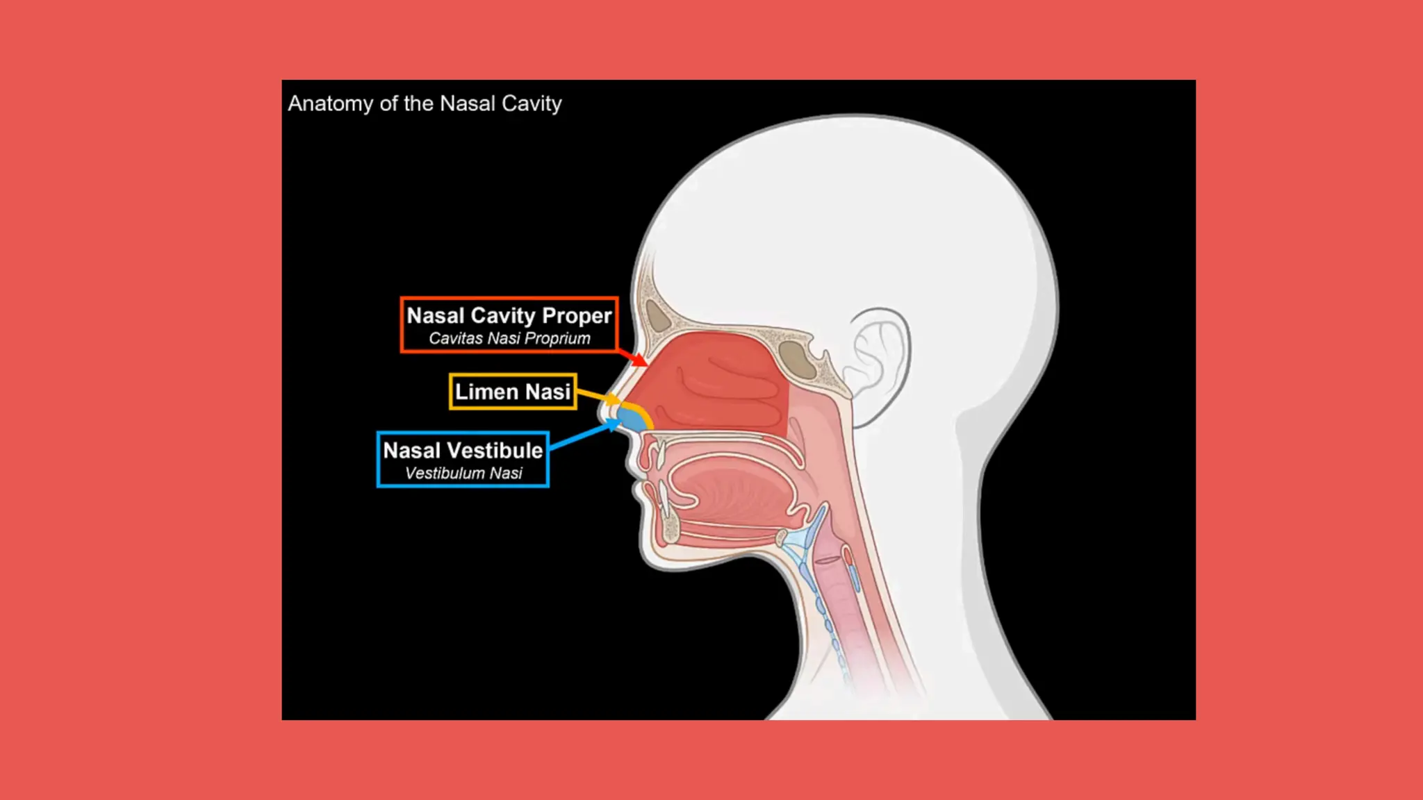 NOSE ANATOMY with complete description.pdf