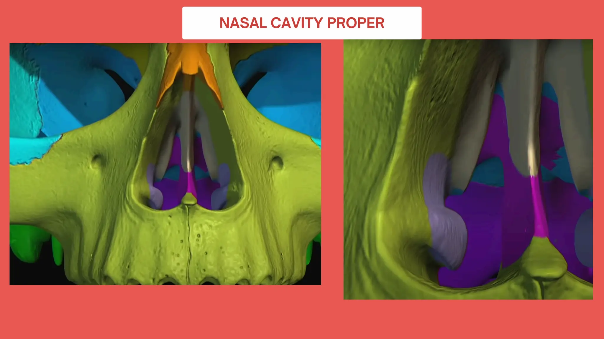 NOSE ANATOMY with complete description.pdf