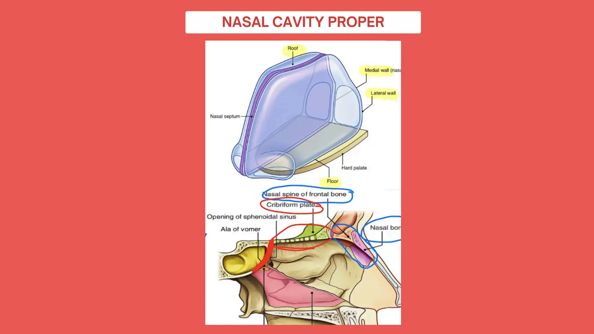 NOSE ANATOMY with complete description.pdf