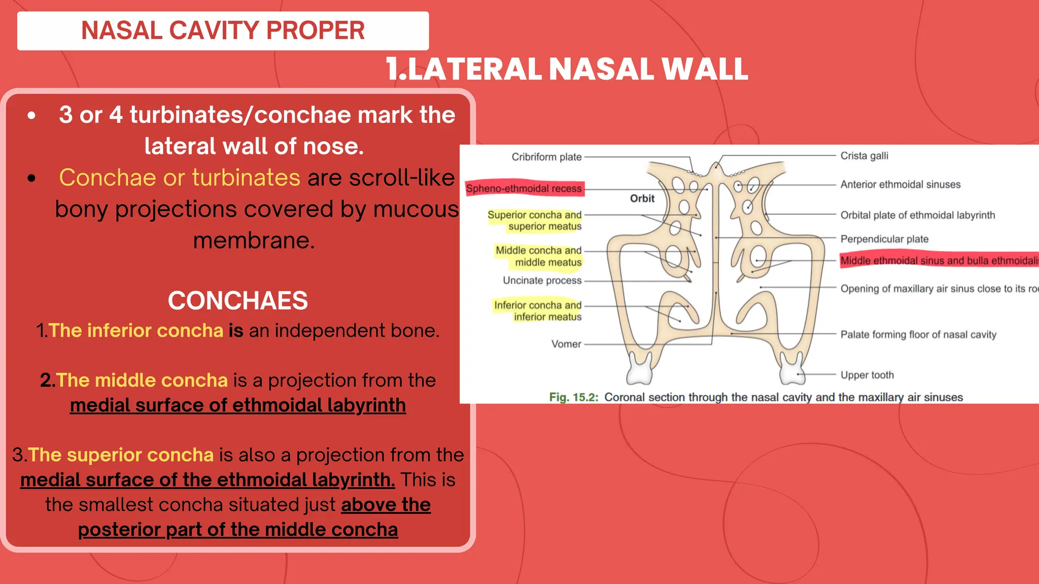 NOSE ANATOMY with complete description.pdf