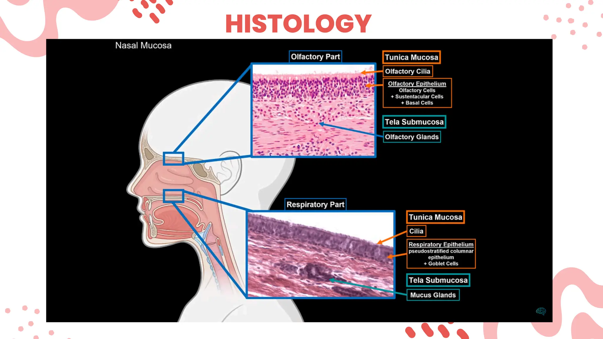 NOSE ANATOMY with complete description.pdf