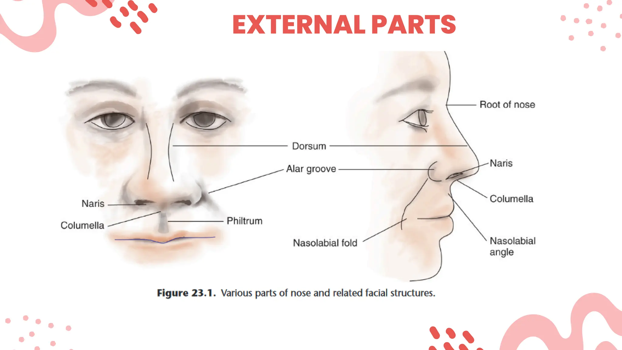 NOSE ANATOMY with complete description.pdf