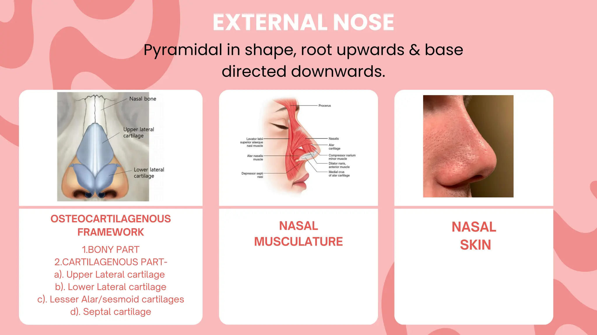 NOSE ANATOMY with complete description.pdf