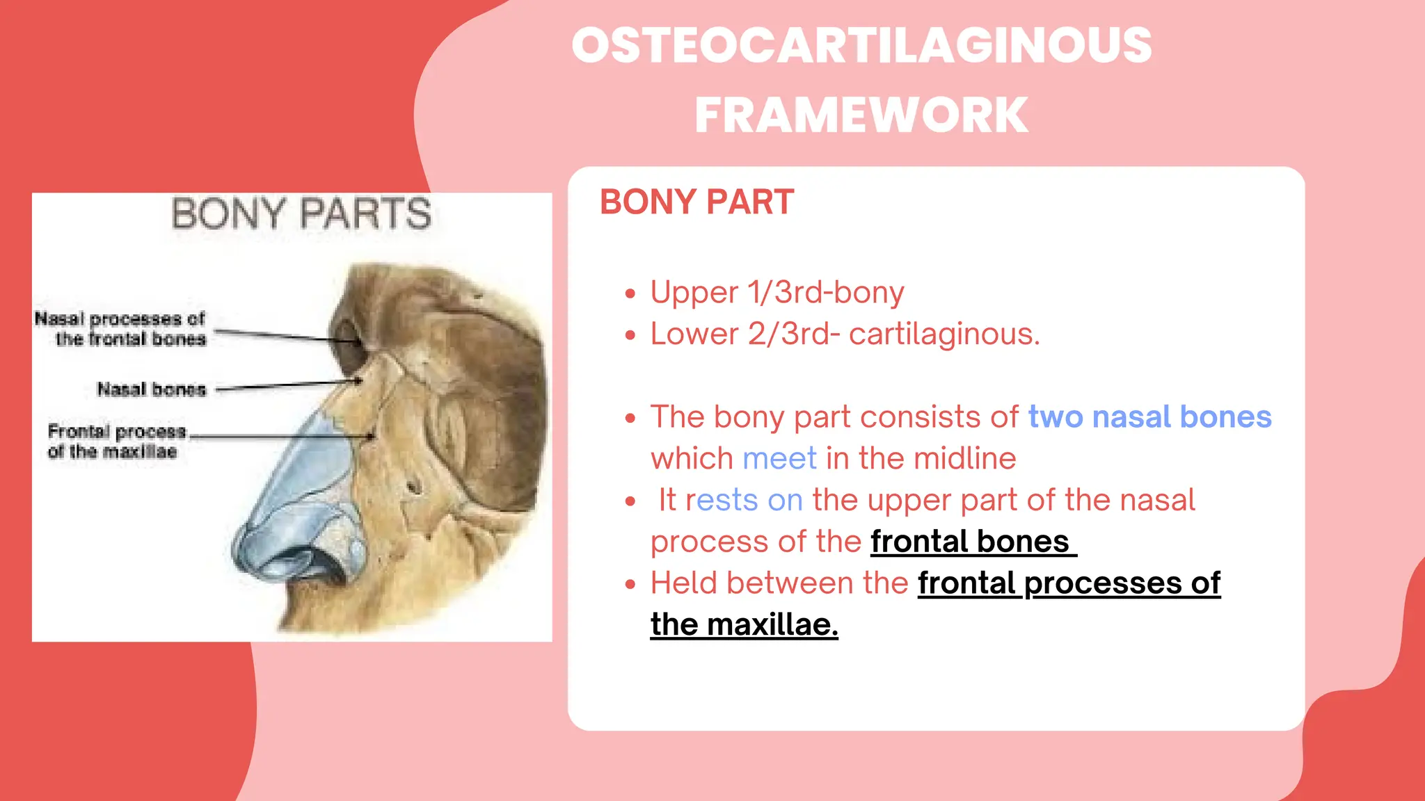NOSE ANATOMY with complete description.pdf