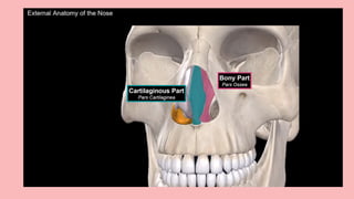 NOSE ANATOMY with complete description.pdf