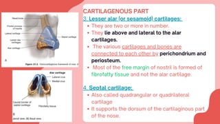 NOSE ANATOMY with complete description.pdf