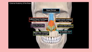 NOSE ANATOMY with complete description.pdf