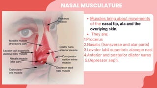 NOSE ANATOMY with complete description.pdf