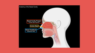NOSE ANATOMY with complete description.pdf
