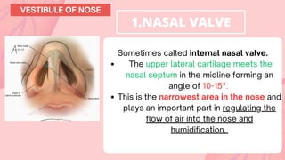 NOSE ANATOMY with complete description.pdf