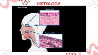 NOSE ANATOMY with complete description.pdf