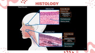 NOSE ANATOMY with complete description.pdf