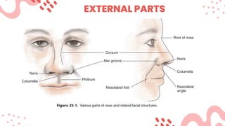 NOSE ANATOMY with complete description.pdf