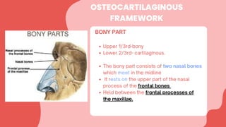NOSE ANATOMY with complete description.pdf