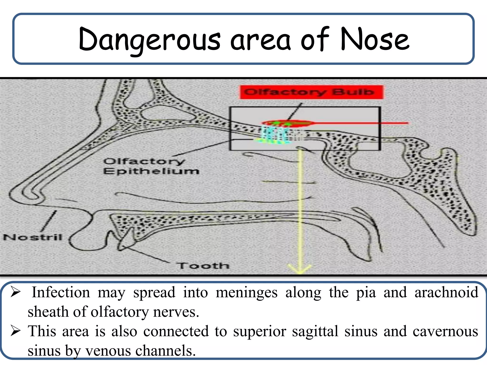 Nose anatomy and physiology | PPTX