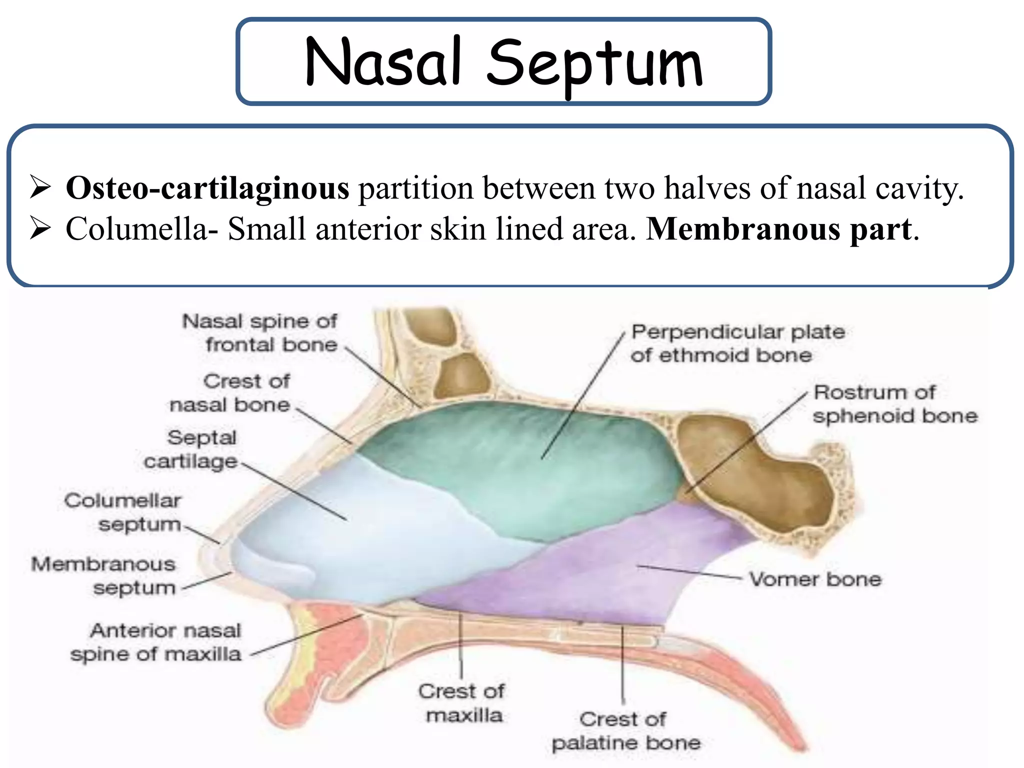 Nose anatomy and physiology | PPTX