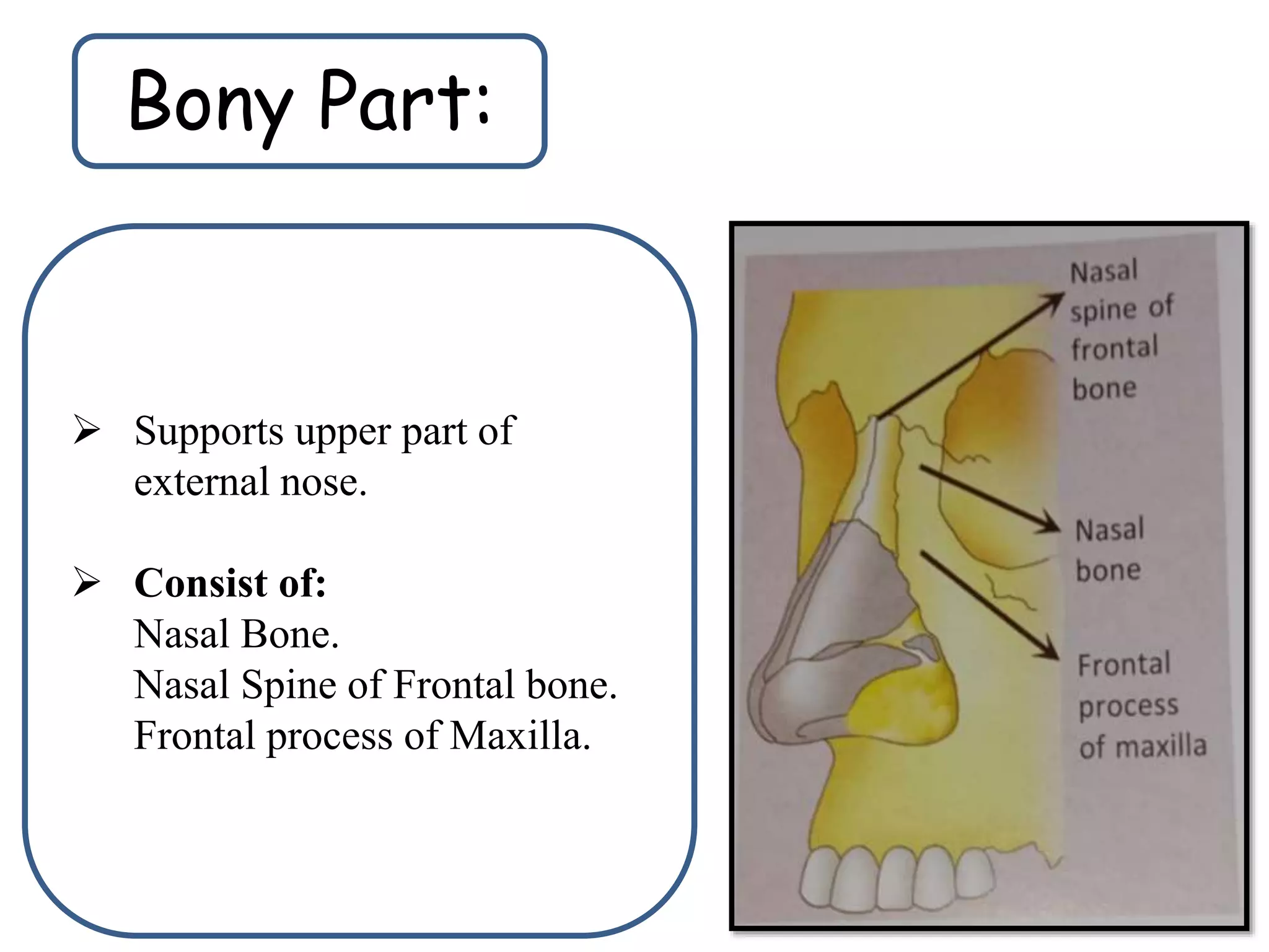 Nose anatomy and physiology | PPTX