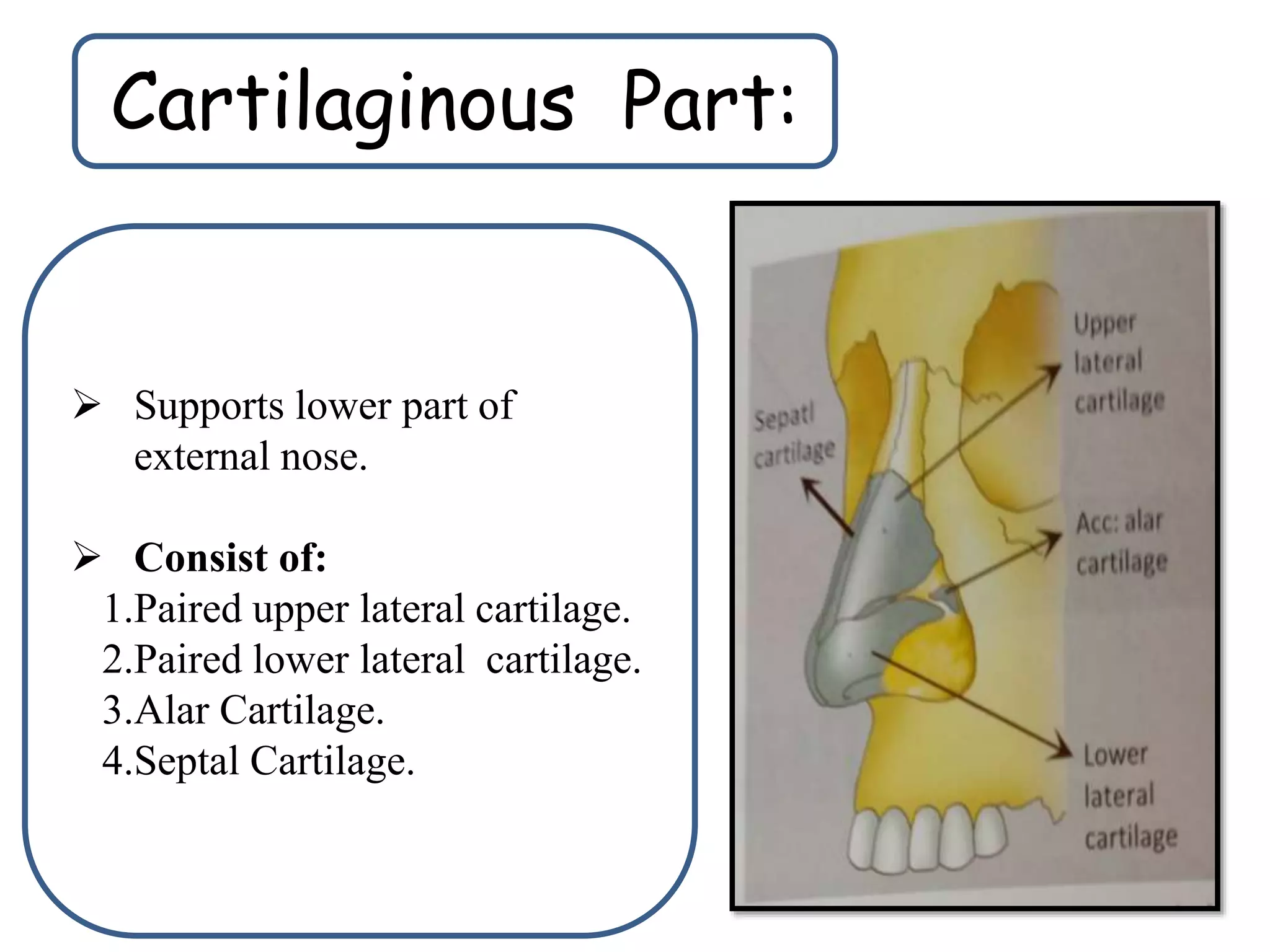 Nose anatomy and physiology | PPTX