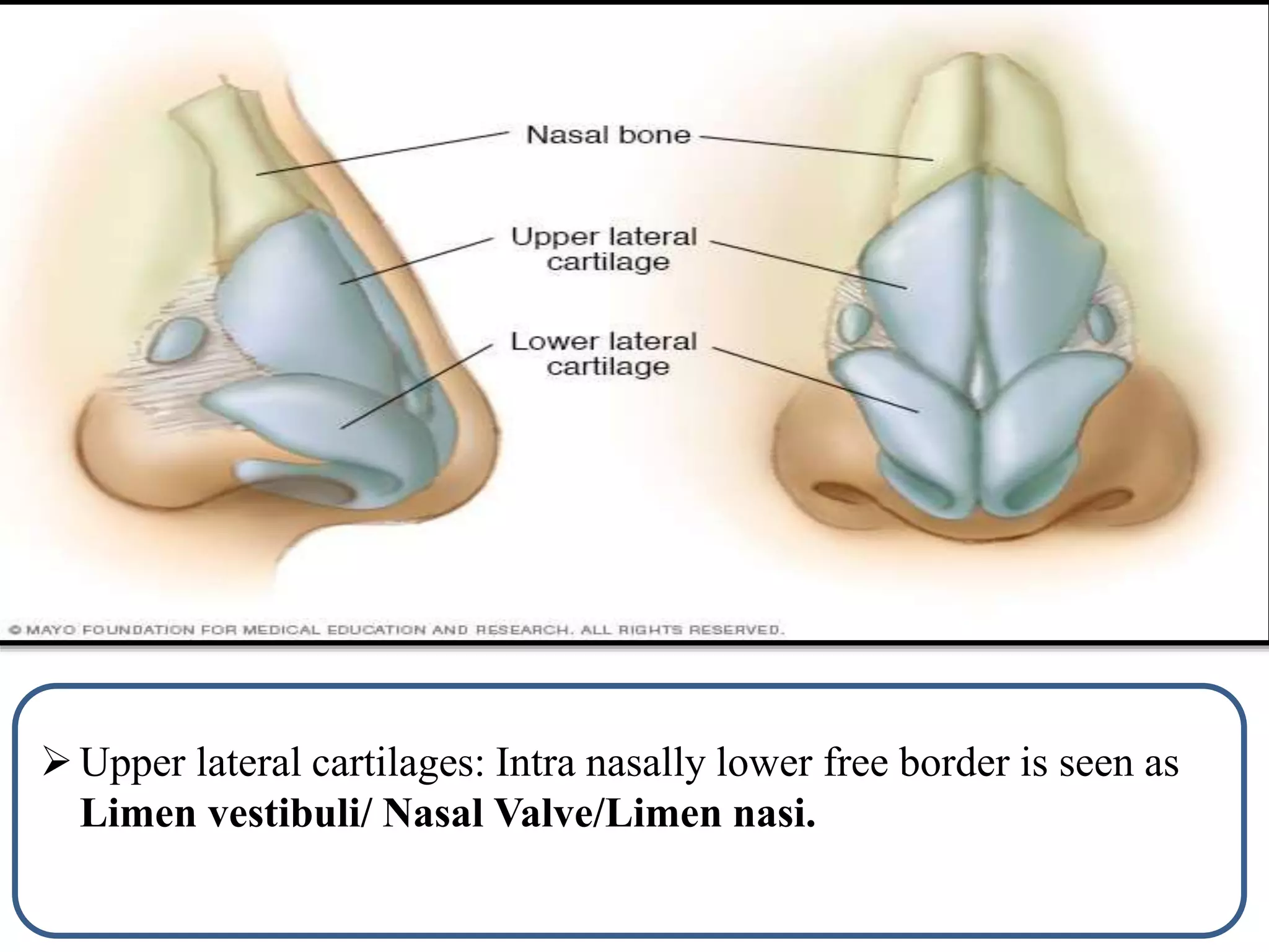 Nose anatomy and physiology | PPTX