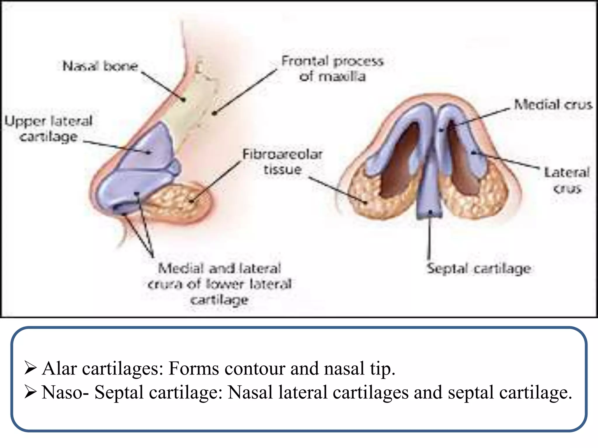 Nose anatomy and physiology | PPTX