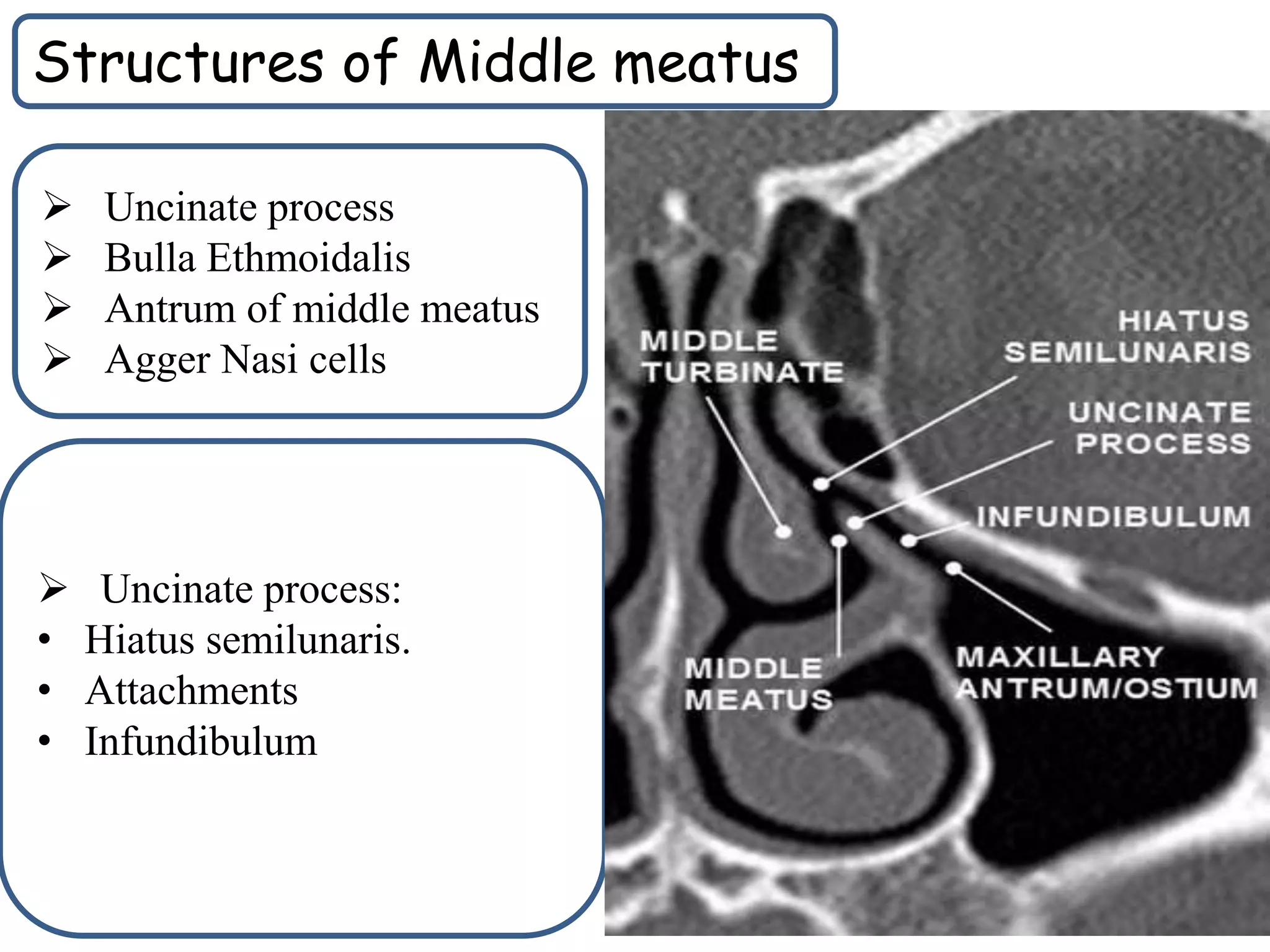 Nose anatomy and physiology | PPTX