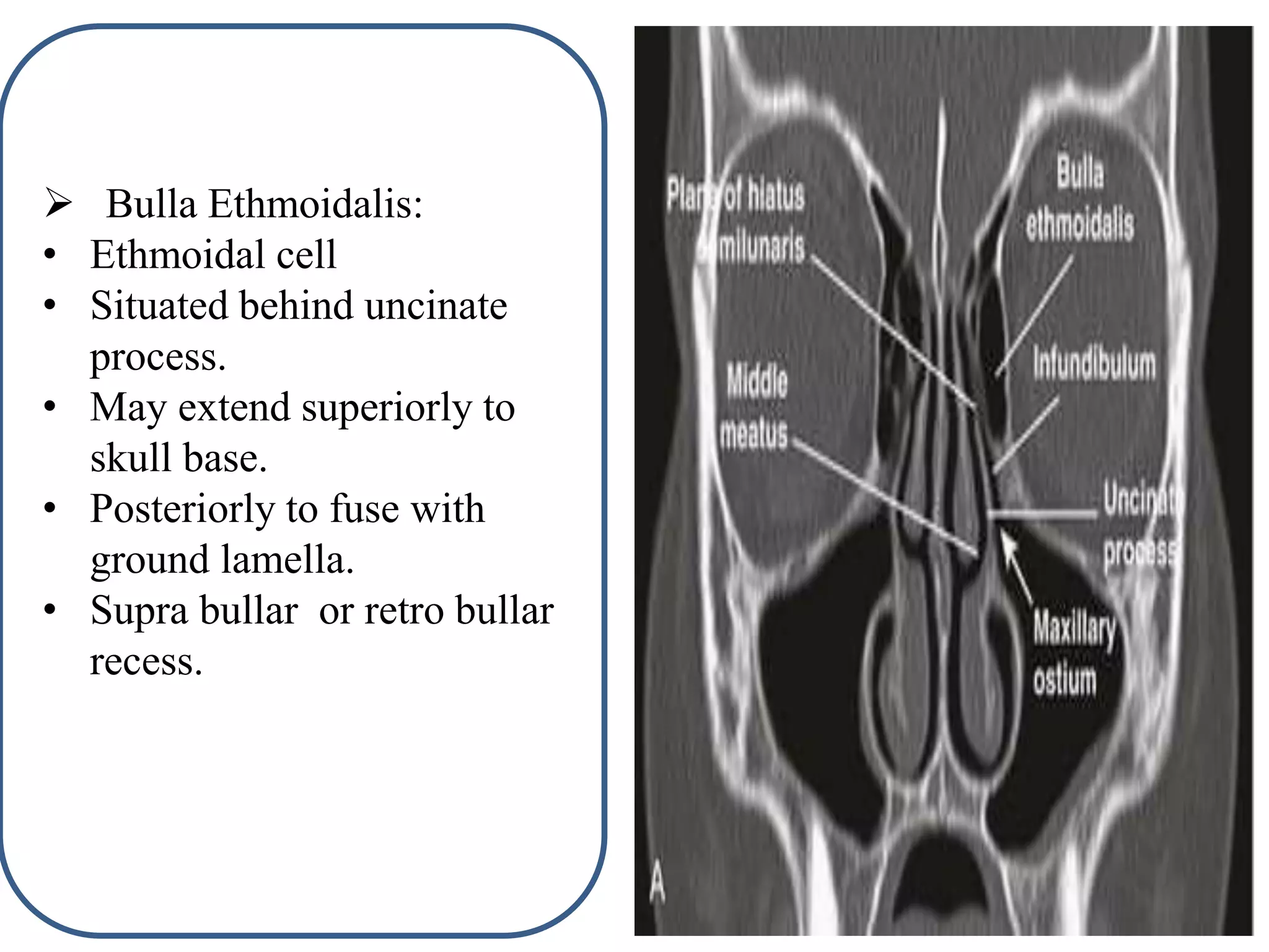 Nose anatomy and physiology | PPTX
