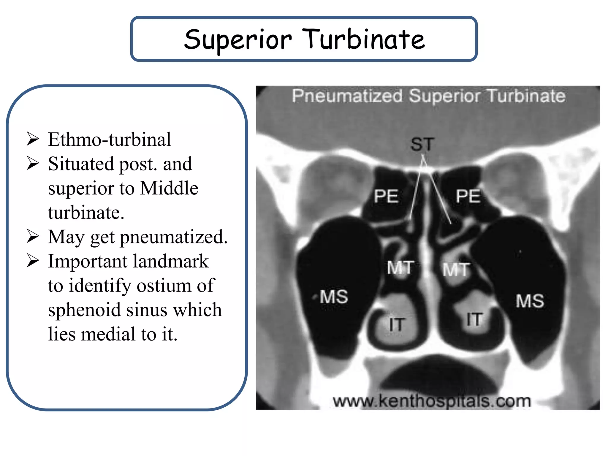 Nose anatomy and physiology | PPTX