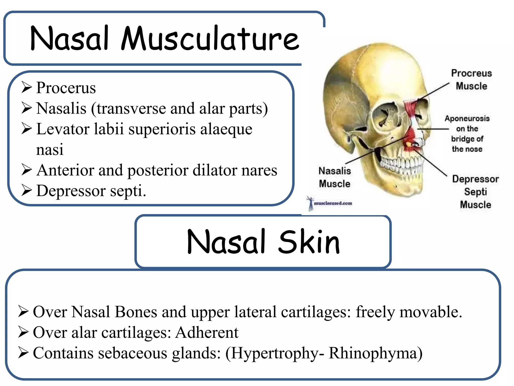 Nose anatomy and physiology | PPTX