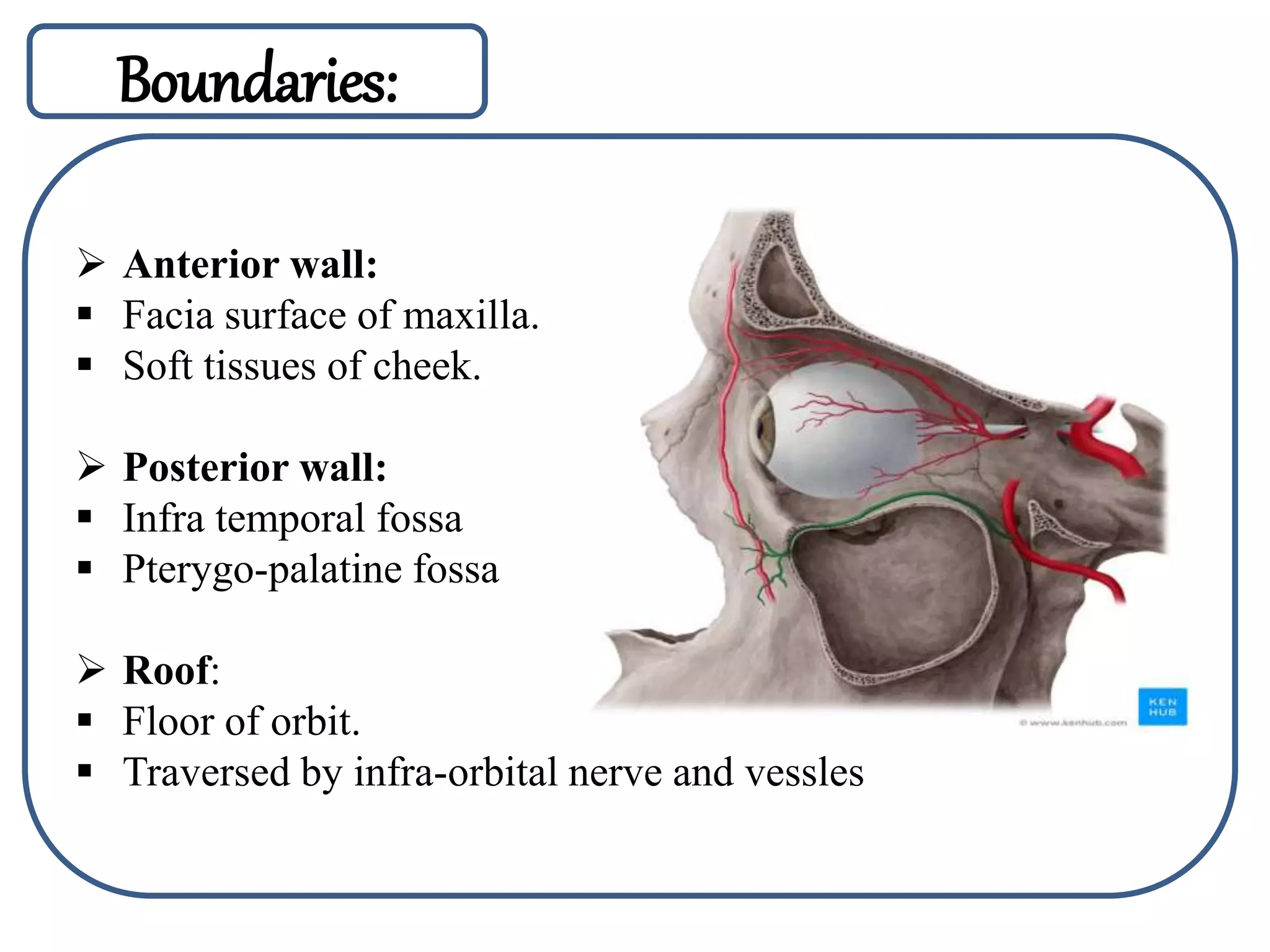 Nose anatomy and physiology | PPTX
