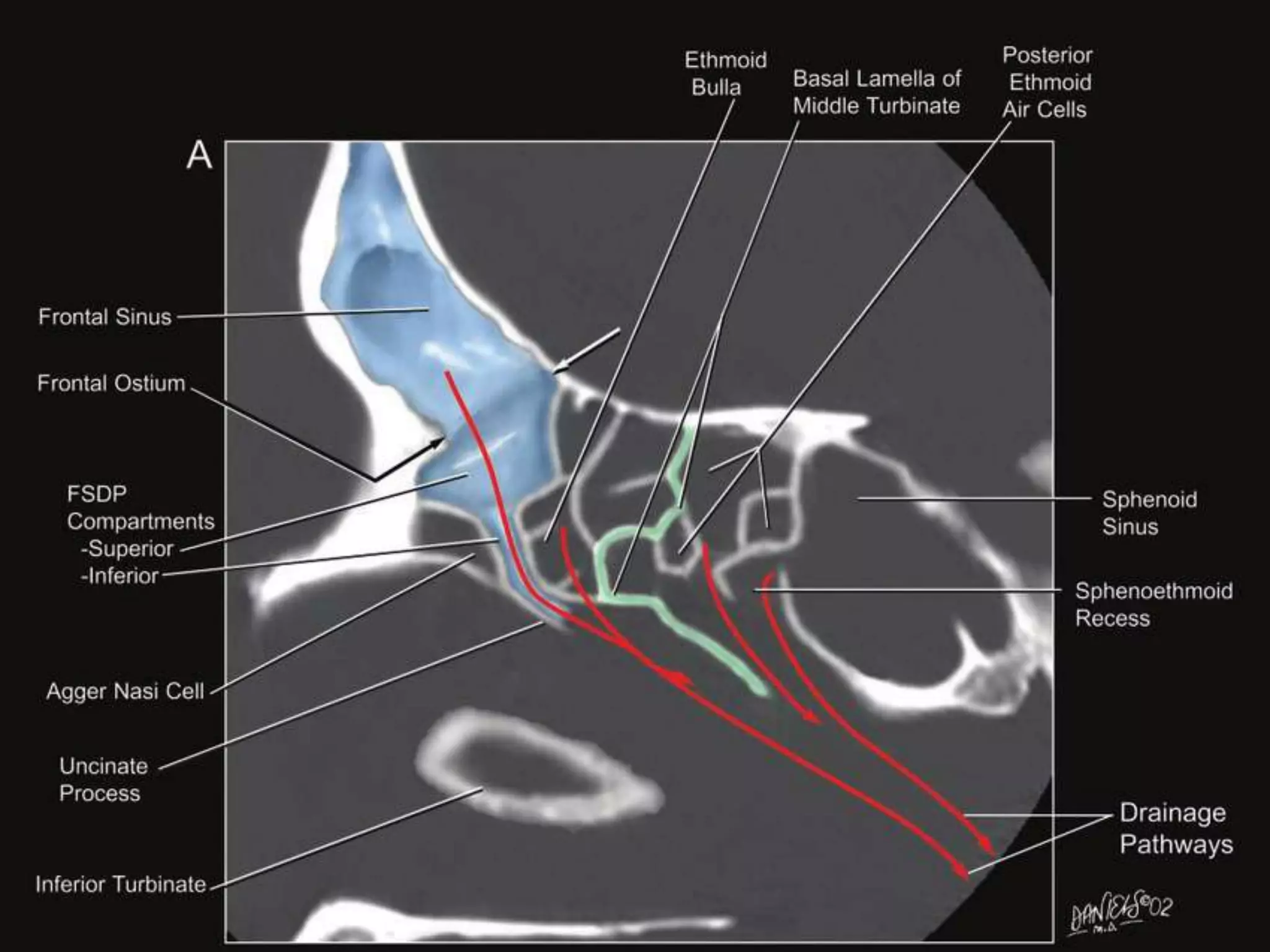 Nose anatomy and physiology | PPTX