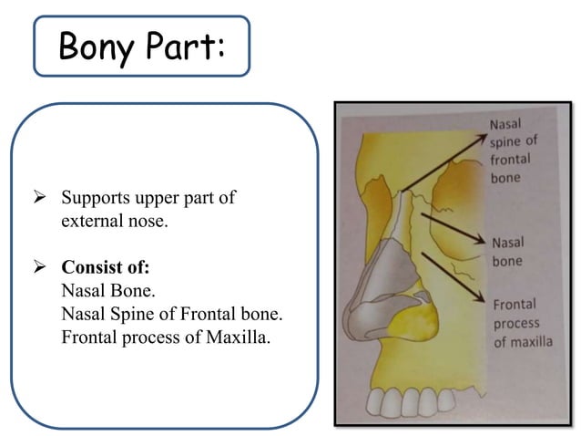 Nose anatomy and physiology | PPTX