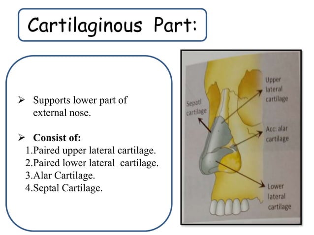 Nose anatomy and physiology | PPTX
