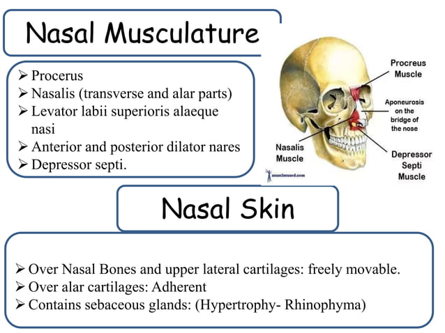 Nose anatomy and physiology | PPTX
