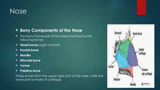 NOSE and Para sinuses Anatomy slp-1 lecture 12.pptx