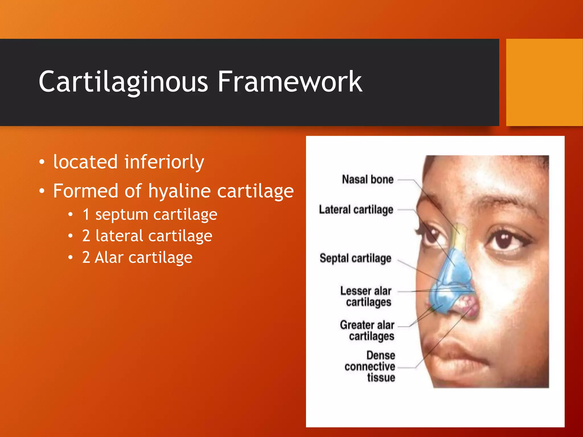 Nose and nasal cavity anatomy | PPTX
